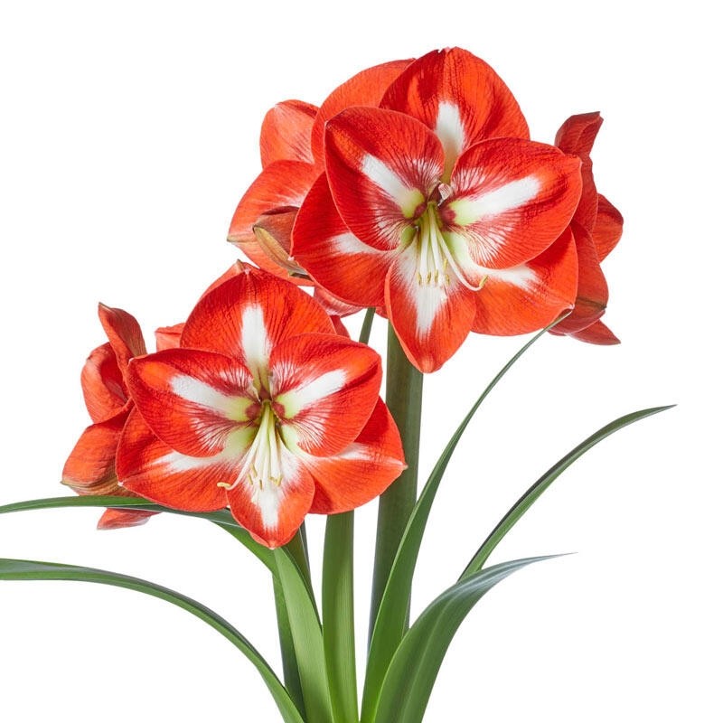 Giant Flowered Amaryllis Hippeastrum Multi-flowering STARGAZER RED & WHITE