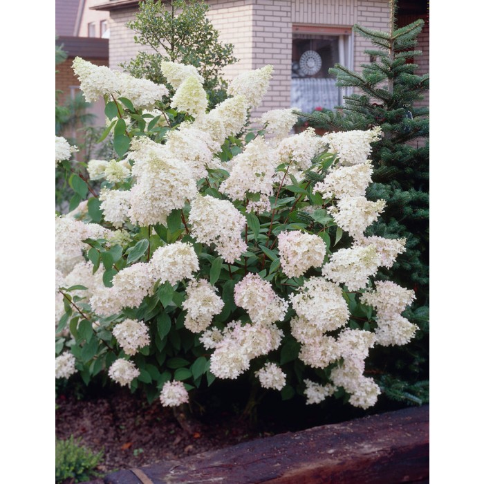 Large Specimen - Hydrangea paniculata Phantom