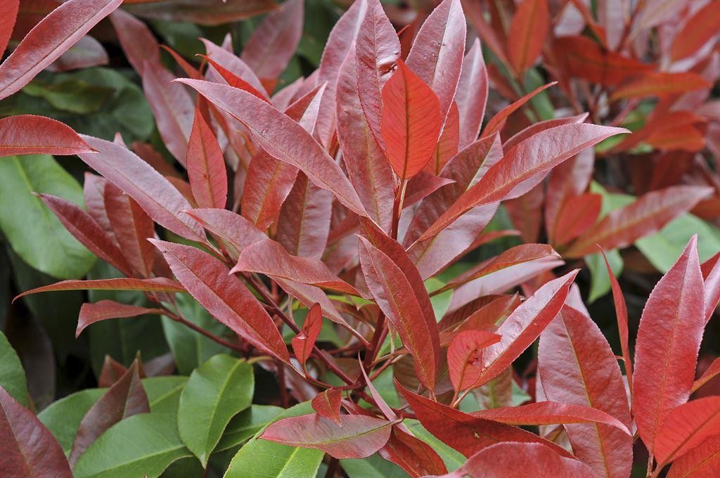 Photinia Red Robin