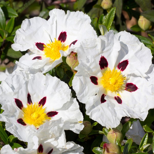Cistus plants for sale | Buy Cistus shrubs online UK delivery