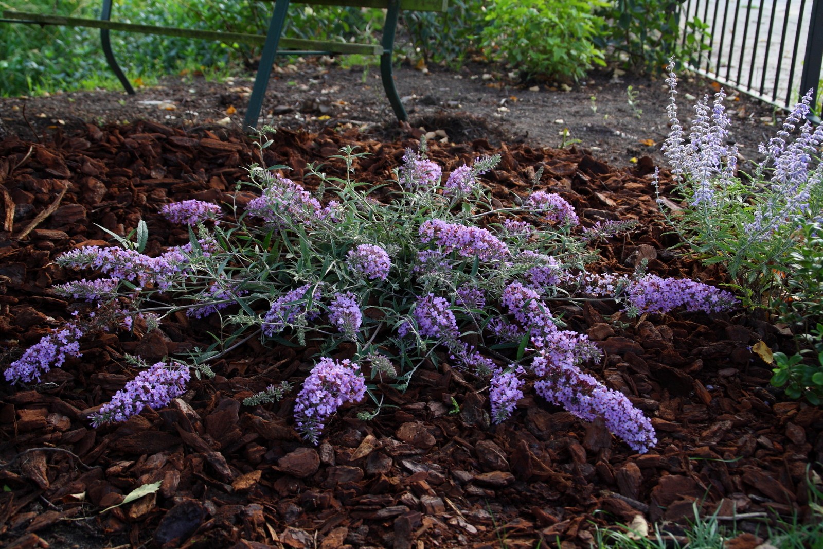 Buddleja Flutterby Flow - Lavender Flow Butterfly Bush Buddleja