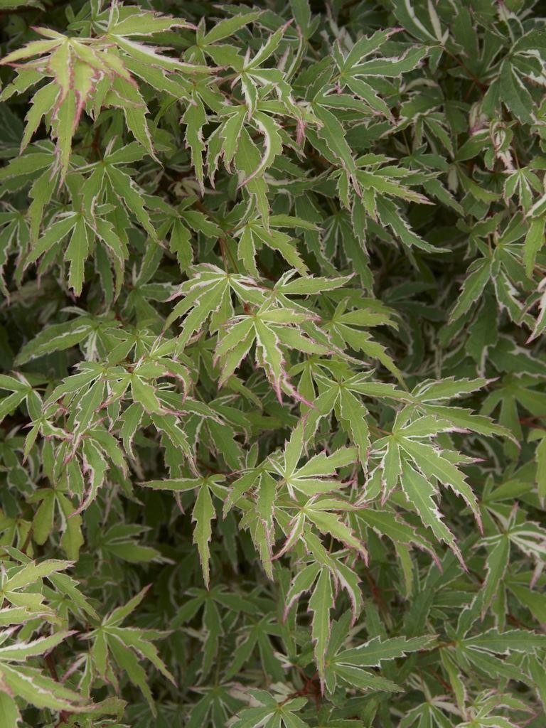 WINTER SALE - Acer palmatum Butterfly