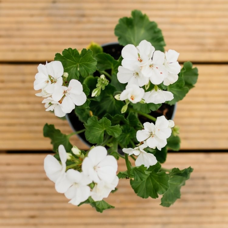 Geranium Toscana White
