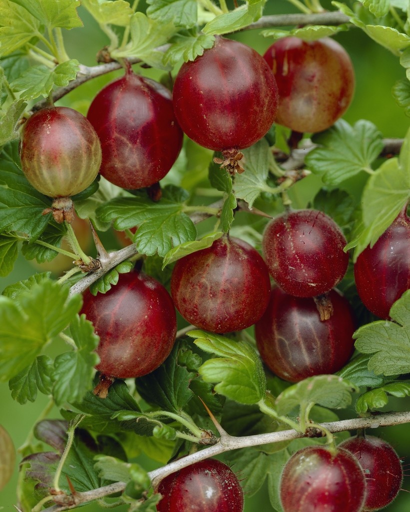 Gooseberry Plants - PACK OF SIX - Ribes uva-crispa Hinnonmaki RED
