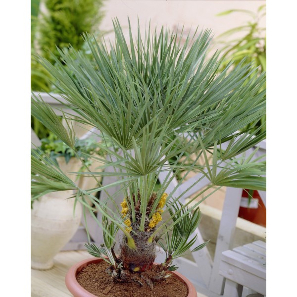 Palms & Palm Trees for Patio and Garden | Hardy palms UK