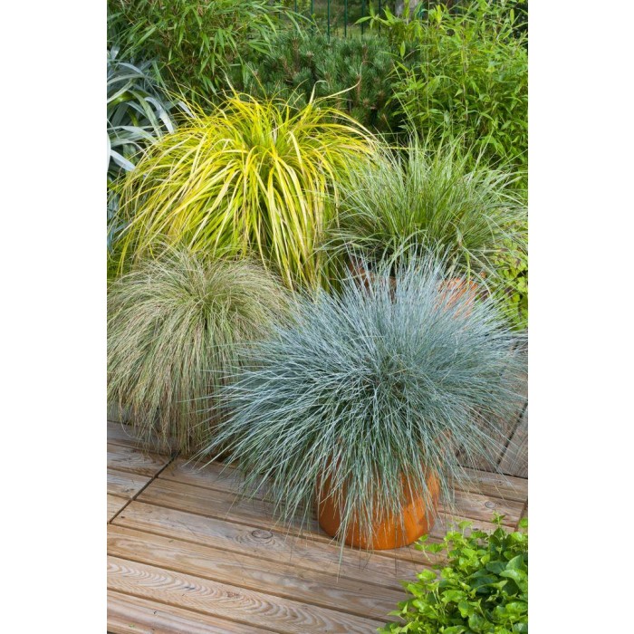 Gorgeous Grass - Pack of 10 Amazing Ornamental Grasses