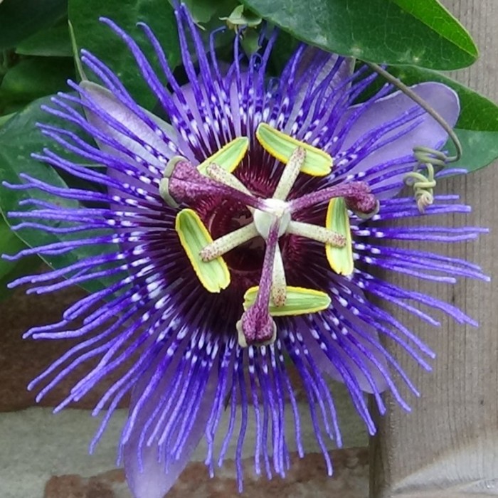 Passion Flower Purple Haze - Passiflora