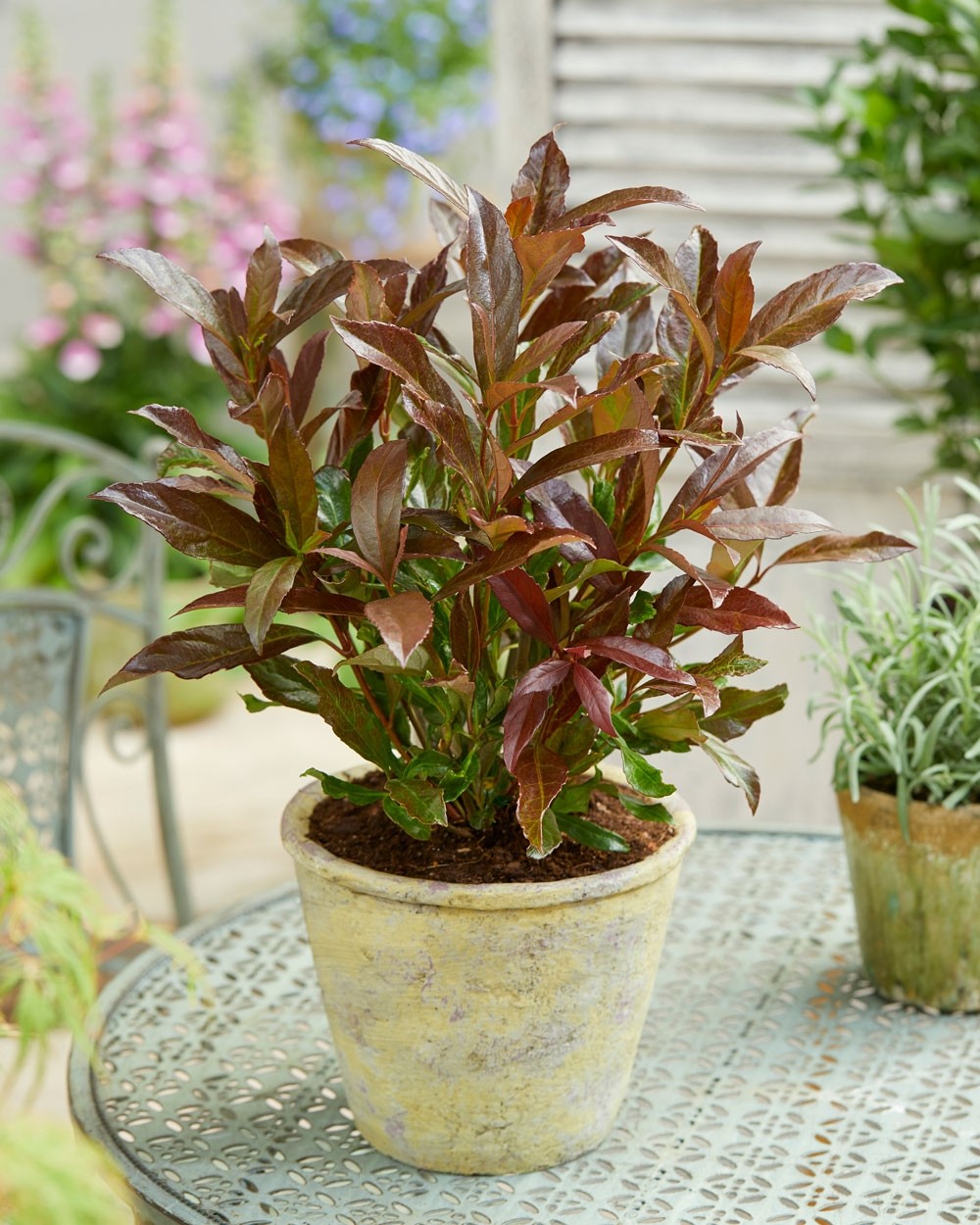 Viburnum odoratissimum Coppertop