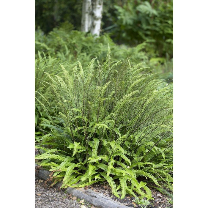 Blechnum spicant - Hard Fern