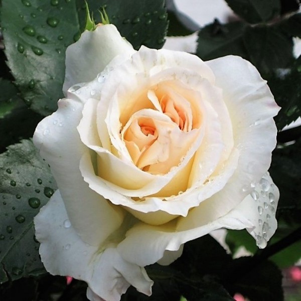 Climbing Roses for Sale UK | Gardening Express