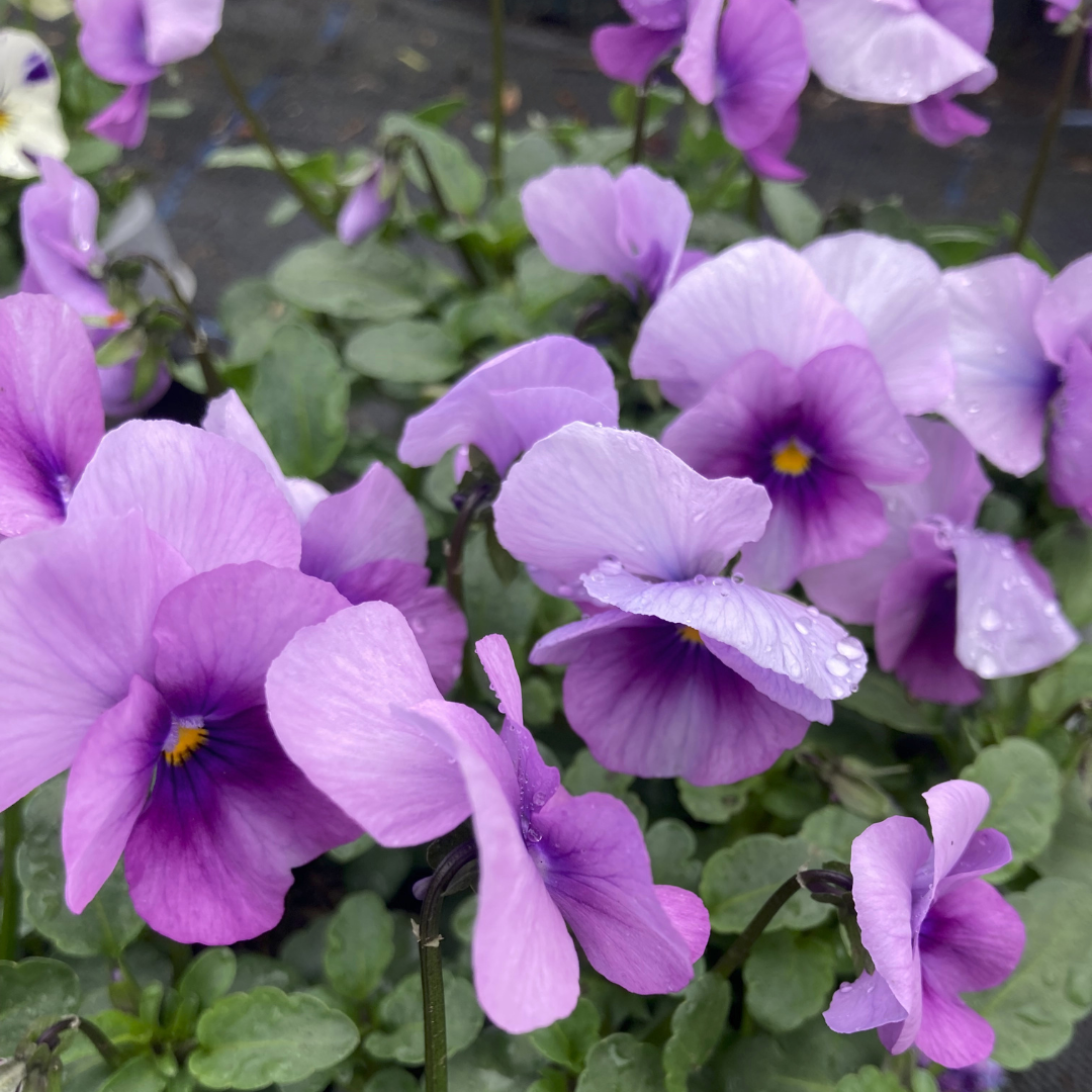 Viola Pink Blush - Pack of SIX Plants