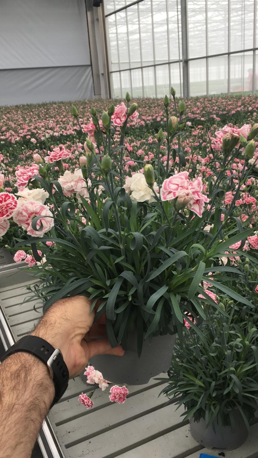 Dianthus caryophyllus Capitan Marco - Scented Picotee Bicolour ...