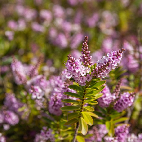 Hebe plants for sale | Buy Hebe shrubs UK delivery