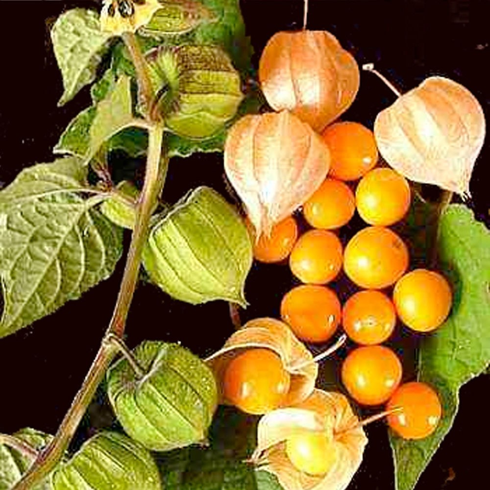 SUPER FRUIT - Physalis peruviana - Inca Berry or Cape Gooseberry