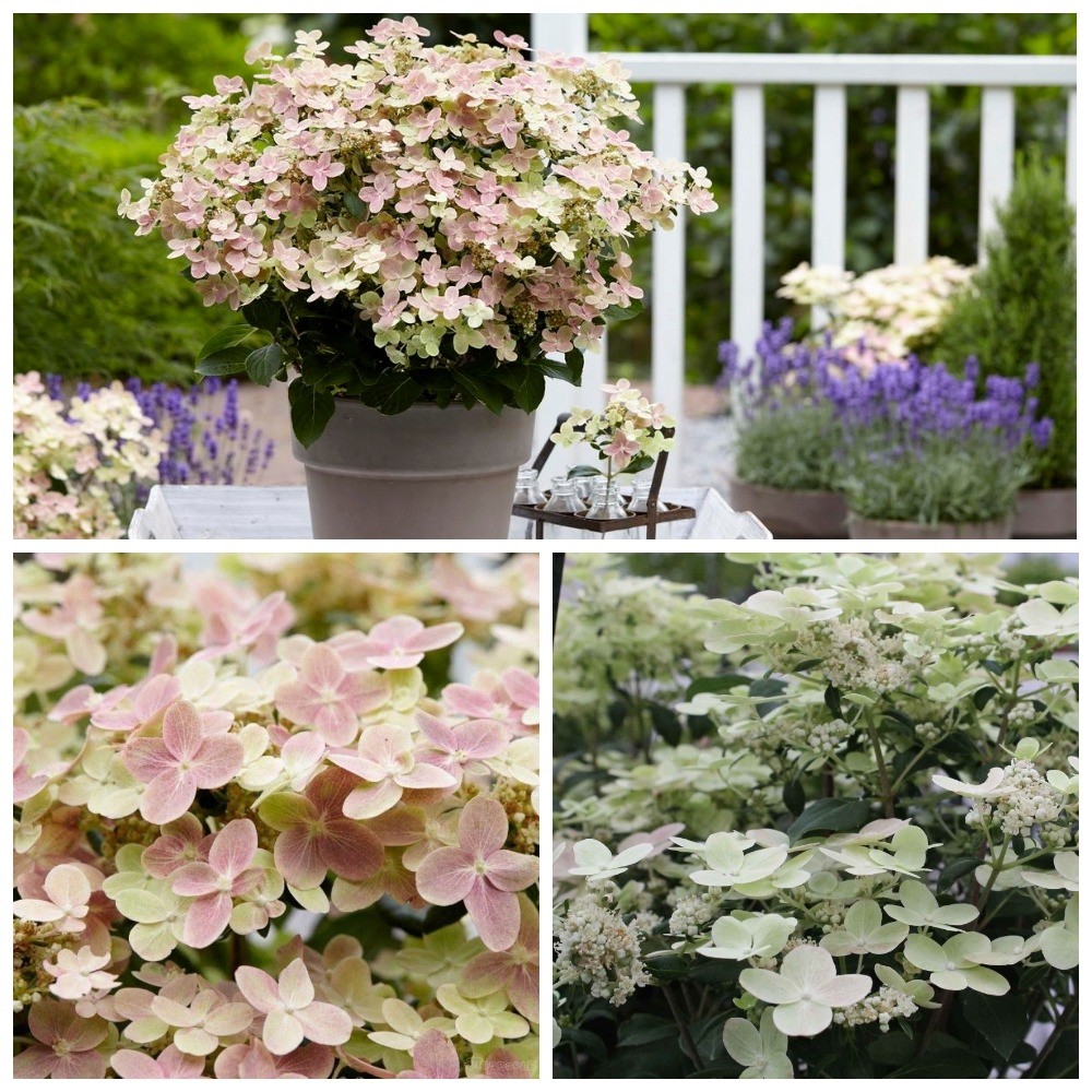 Hydrangea paniculata Polestar