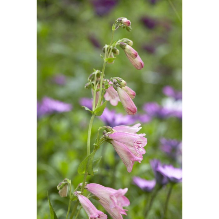 Penstemon Flamingo