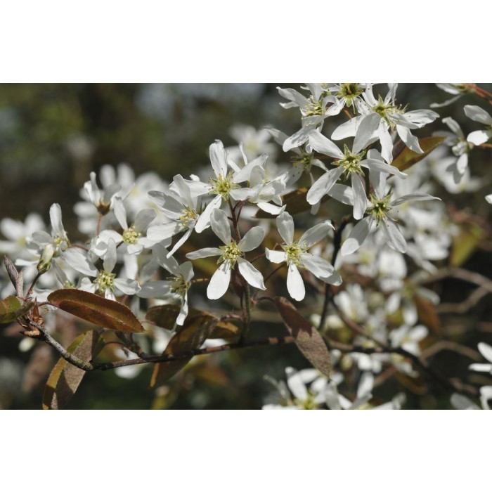Amelanchier Ballerina - June Berry