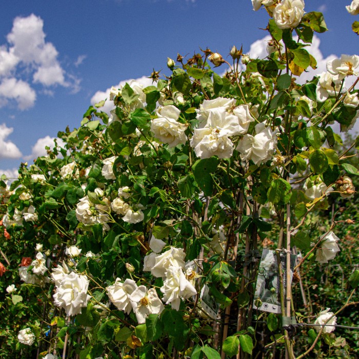 Large 6-7ft Climbing Rose Herbert Stevens