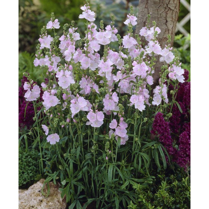Sidalcea 'Elsie Heugh' - Prairie Mallow