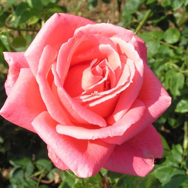 Large Standard PINK Rose Tree 'Carla' - circa 150cms tall