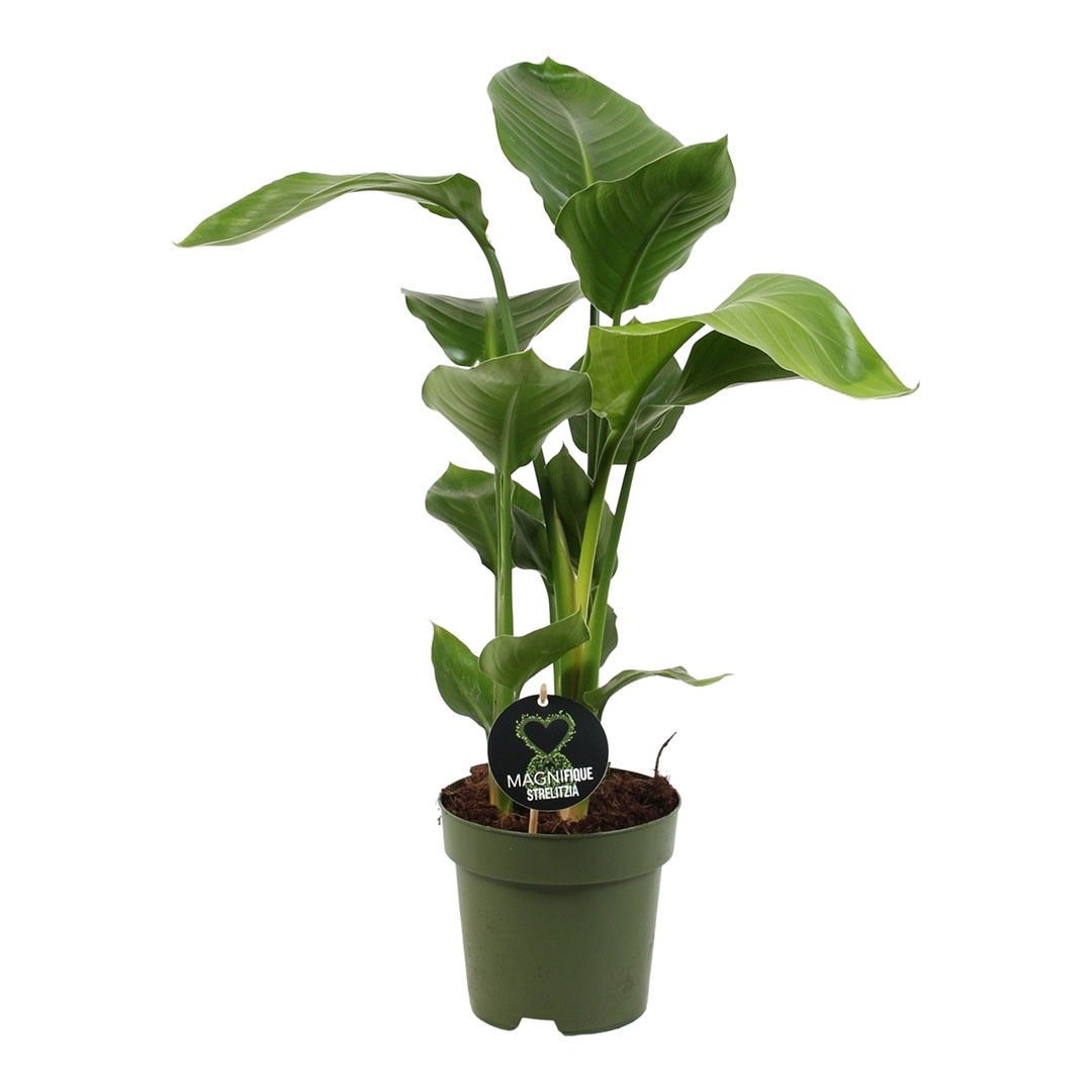 RARE - Strelitzia nicolai - White Bird of Paradise Plant circa 80 ...