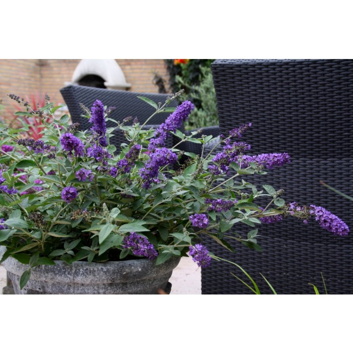 Buddleia Flutterby Free Petite Blue Heaven - Dwarf Buddleja Butterfly Bush