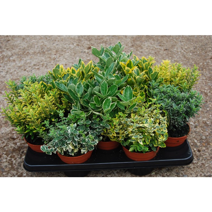 Evergreen Euonymous Selection - Pack of FIVE Evergreen Euonymus Plants ...