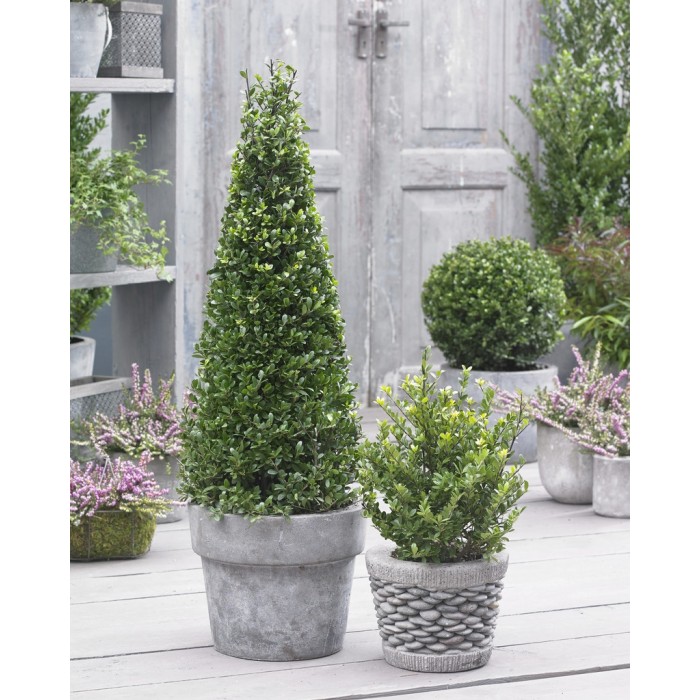 Topiary Ilex Crenata 'Dark Green' 50-60cm Pyramid
