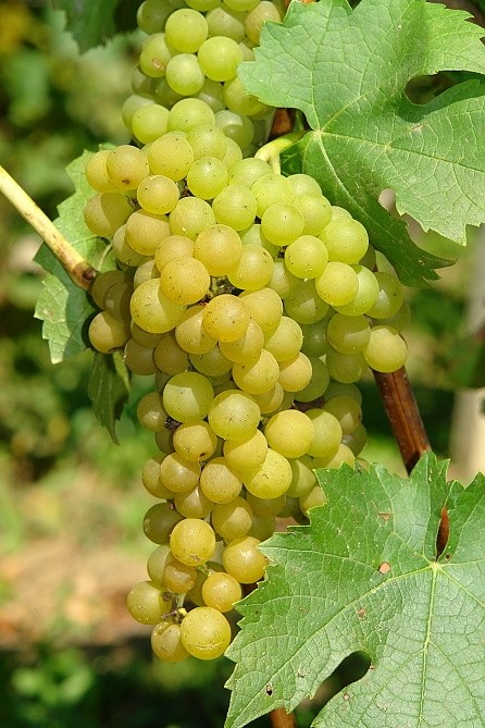 Vitis Golden Champion - White Grape