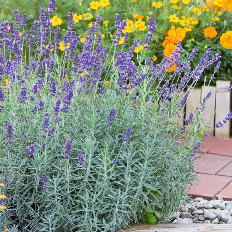 Lavender x intermedia 'Sensational' - Lavandula - Large Flowered Lavender x intermedia 'Sensational' - Lavandula - Large Flowered