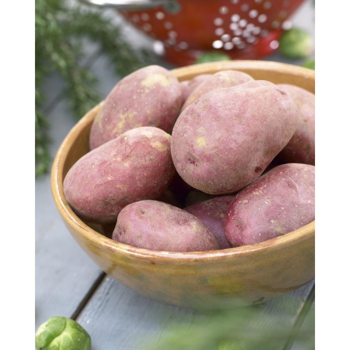 Kerrs Pink - Main Crop Seed Potatoes - Pack of 10