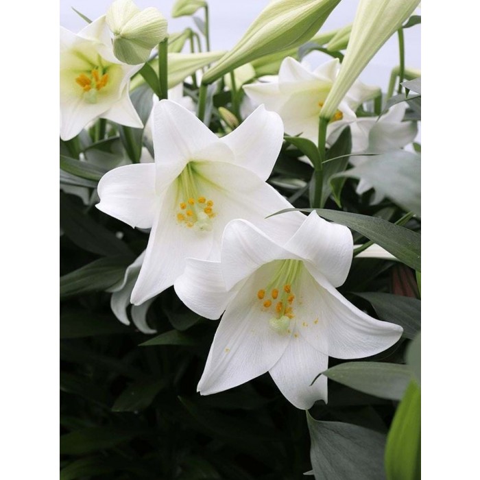 Lily longiflorum 'Miracle' Plant in Bud