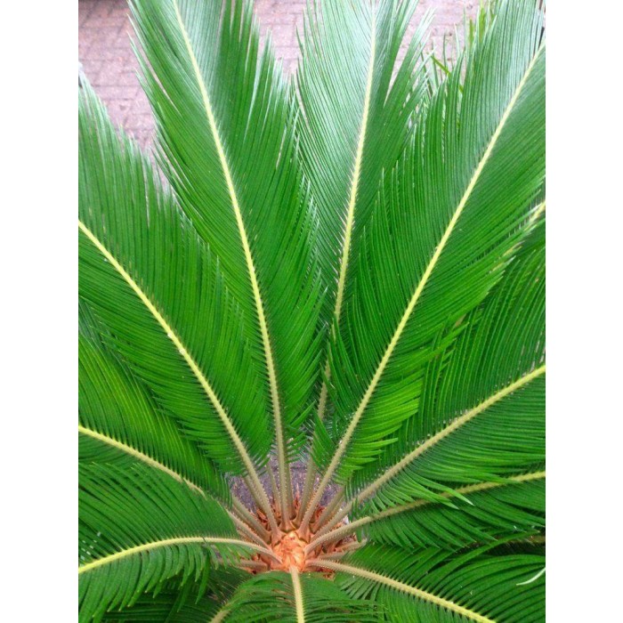 HUGE GIANT Cycad - Cycad revoluta - EXTRA LARGE Specimen King Sago Palm ...
