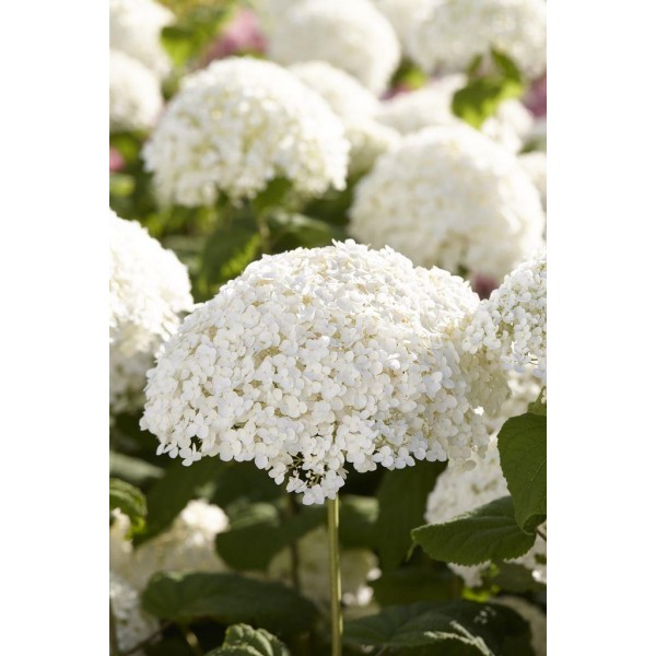 White flowering shrubs for sale UK | Buy shrubs with white flowers