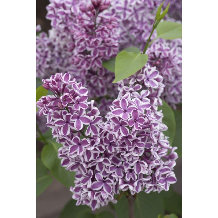 Syringa vulgaris Sensation - Fragrant Picotee Lilac
