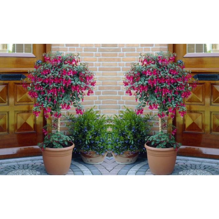 Pair of Fuchsia Tree Standards 'Purple-Red Angela' - Gorgeous Patio ...