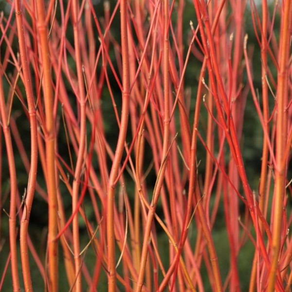 Cornus dogwoods for sale UK | Cornus shrubs