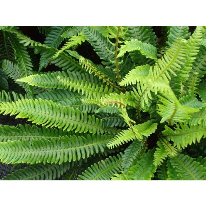 Blechnum spicant - Hard Fern