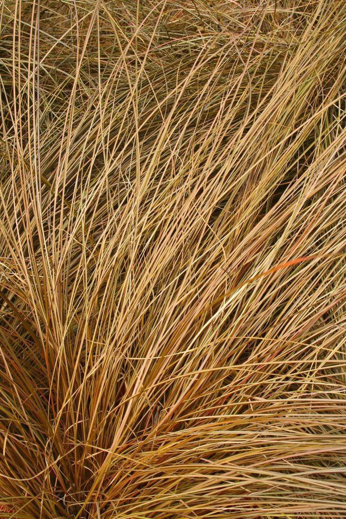 Carex comans Bronze 'Milk Chocolate'
