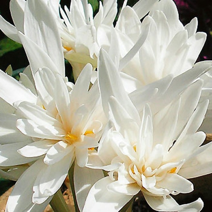 Colchicum autumnale 'Alboplenum' - Rare Double Flowered White Autumn ...