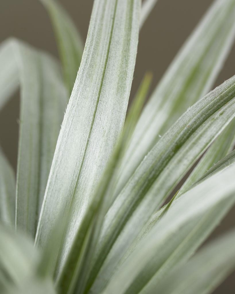 Astelia chatamica Silver Shadow - Silver Spear