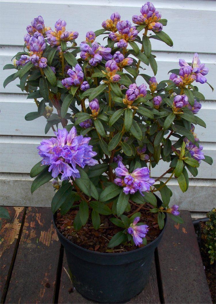Dwarf Rhododendron Blue Tit