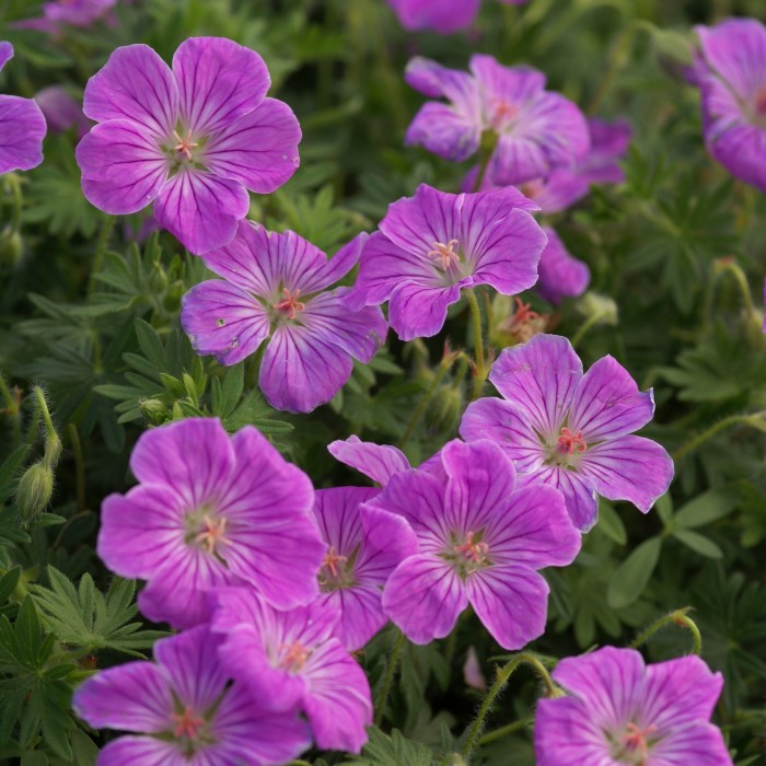 Hardy Geranium Breeders Mix Premium Collection - Pack of TEN