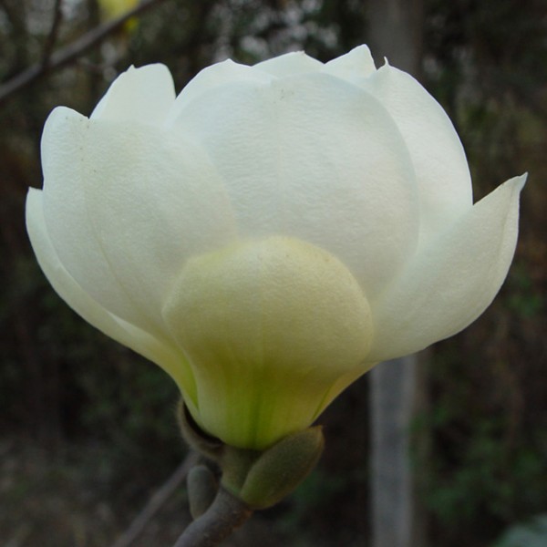 Page 2 | Buy Magnolia plants online | Magnolia trees for sale UK