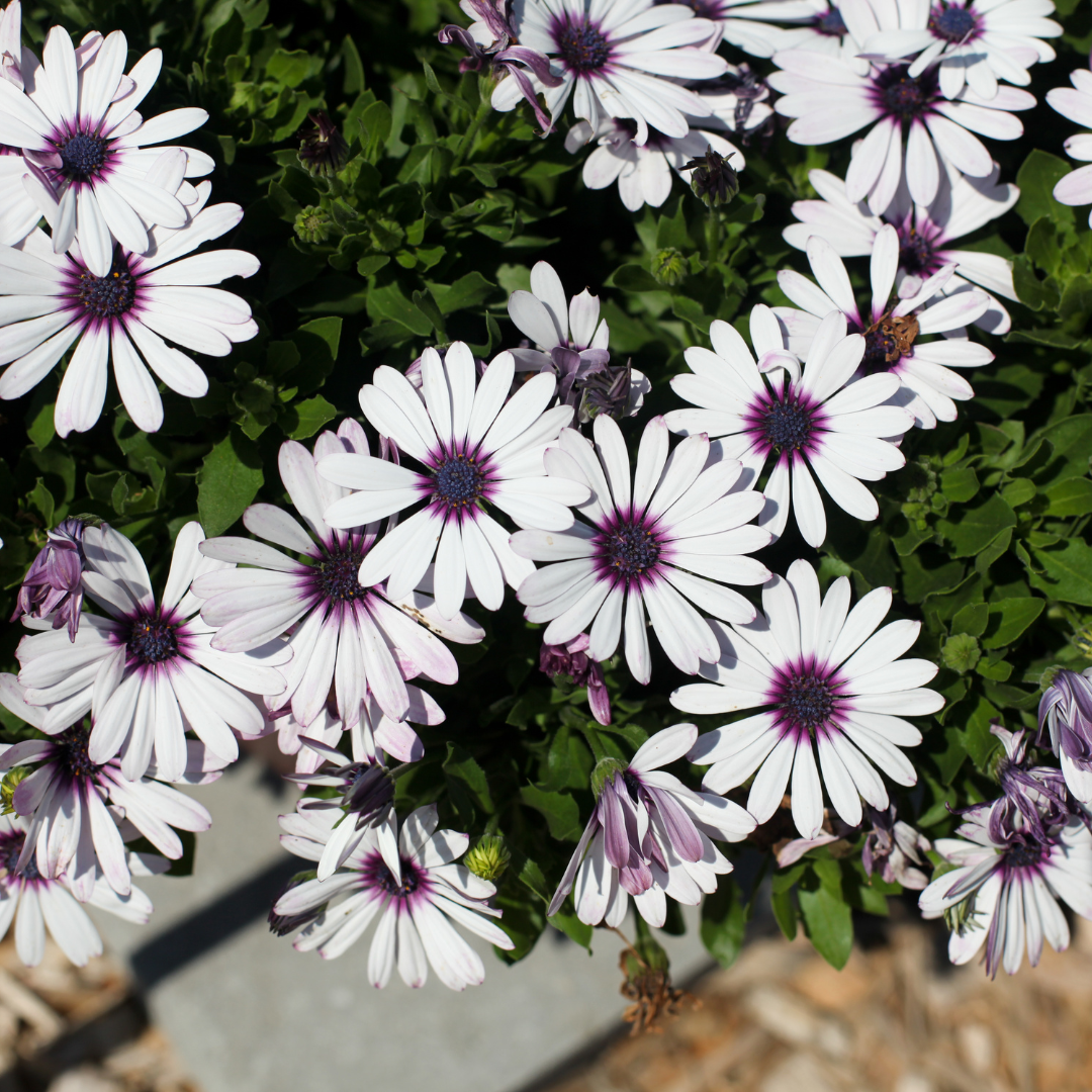 Osteospermum Ostica 'Amethyst' - Pack of SIX Potted Plants