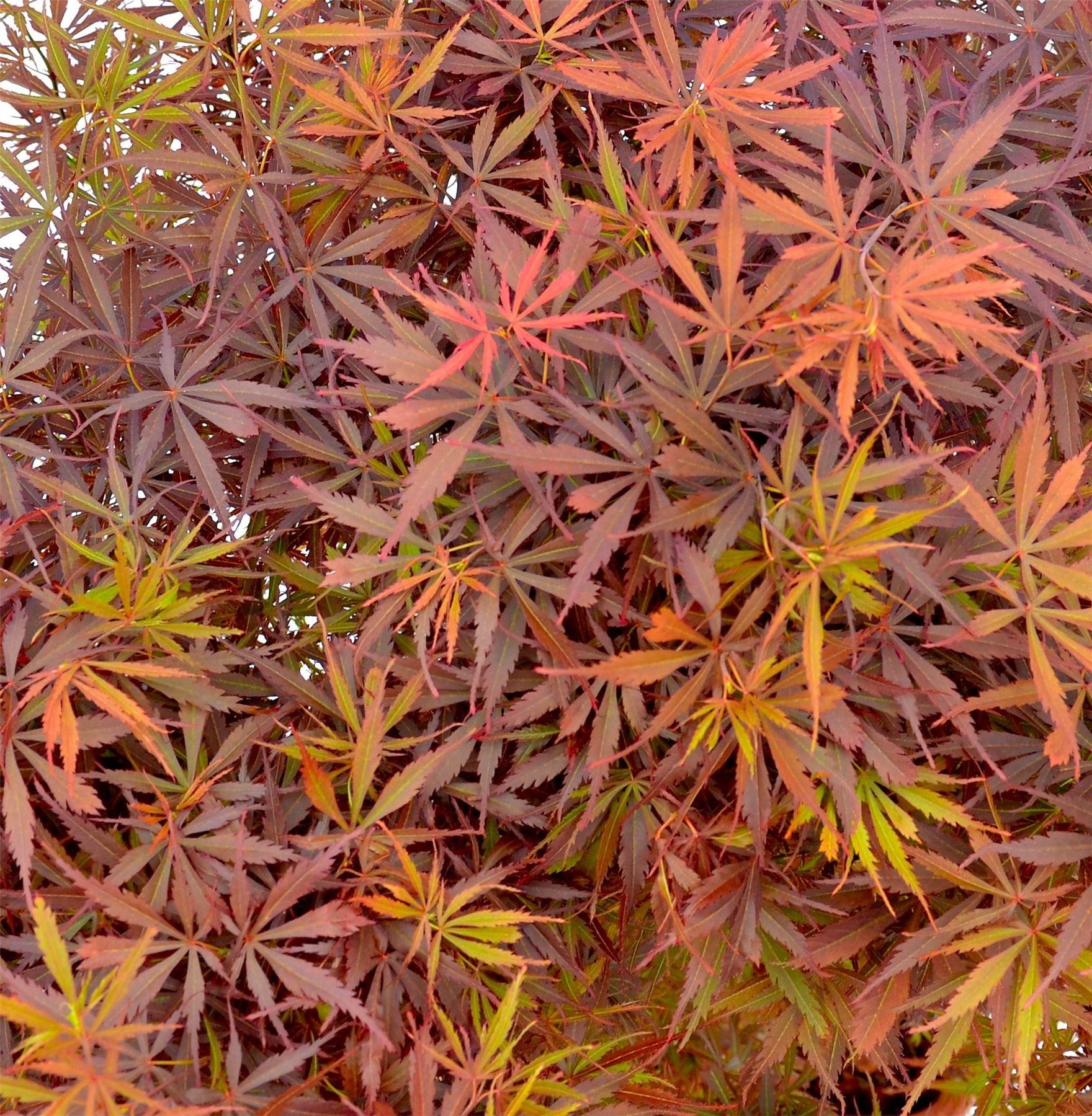 Acer Jerre Schwartz - Japanese Maple