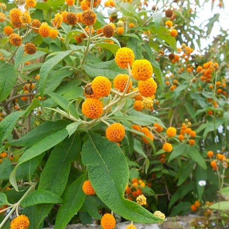 Buddleja Globosa - Orange Ball Tree Buddleia
