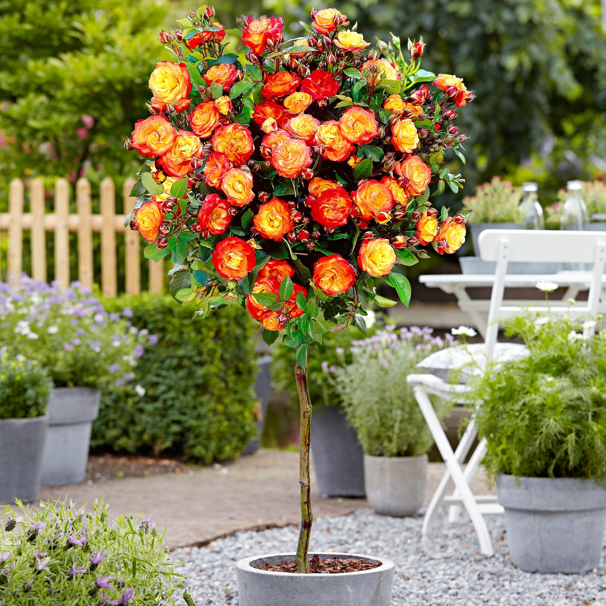 Pair of Masquerade Mini Standard Yellow and Orange Flowering PATIO Rose ...