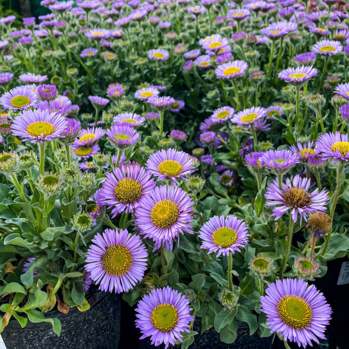 Erigeron Sea Breeze Mauve