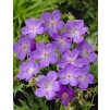 Geranium 'Johnson's Blue' - Hardy Blue Geranium